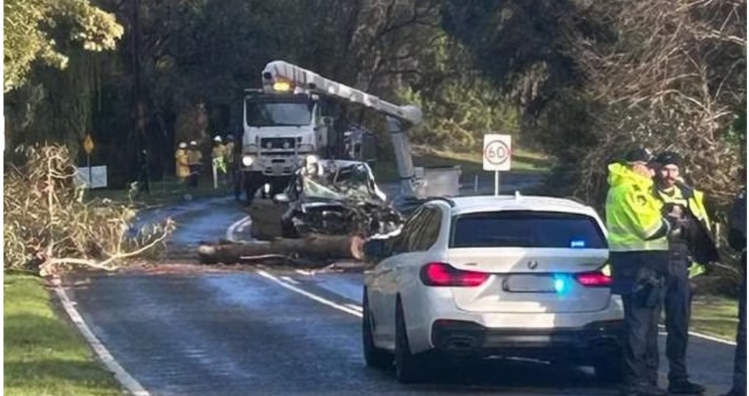 Man killed and woman fighting for life after tree fell onto their car ...