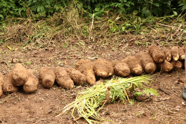 Olowa of Igbara-Oke Celebrates New Yam Festival
