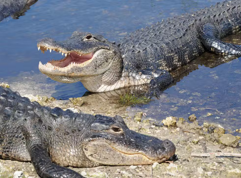 Woman killed by two alligators after falling into a pond