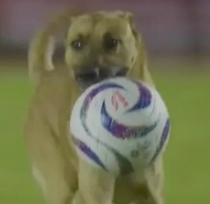 Football match paused after dog invaded the pitch, seized the ball, and ...