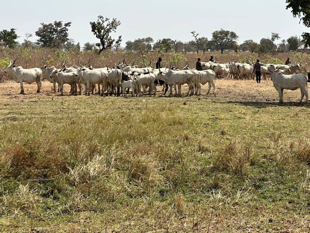 Troops arrest three cattle rustlers in Taraba